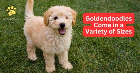 What Is A Medium Goldendoodle The Different Sizes Of Goldendoodles And