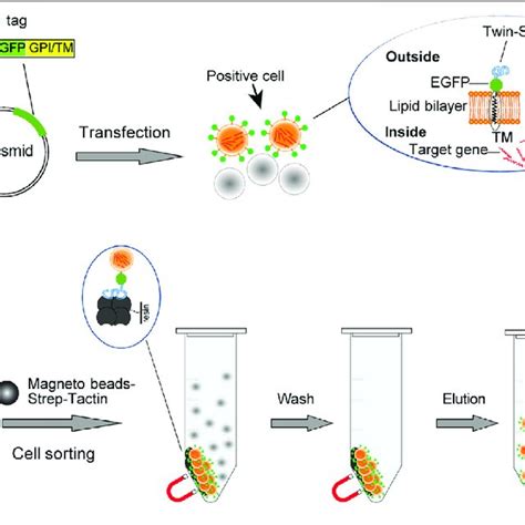 Schematic Illustration Of The Cell Sorting Strategy Athe Vector