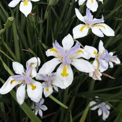 Dietes Grandiflora Granton Plants Hobart