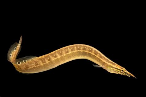Peacock Eel Macrognathus Siamensis Joel Sartore