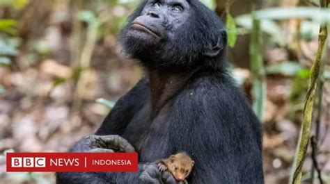 Musang Digendong Simpanse Bagaimana Nasibnya