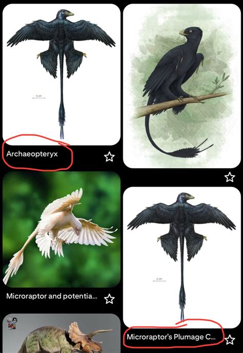 Four Winged Dinosaur With Plumage Spinosaurus With Feathers