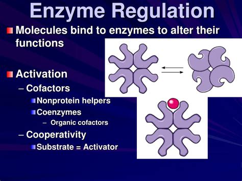 Ppt Enzymes Powerpoint Presentation Free Download Id2265223