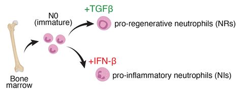 Heterogeneity Of Neutrophils From The Aspect Of Regenerative Medicine