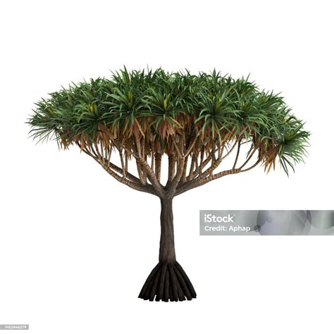 3d Illustration Of Dracaena Draco Tree Isolated On White Background