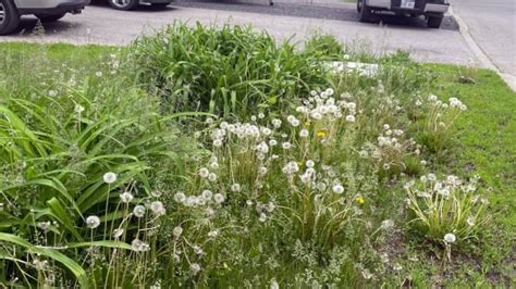 No Mow May Feel Good Movement Or Selfless Sacrifice For Pollinators