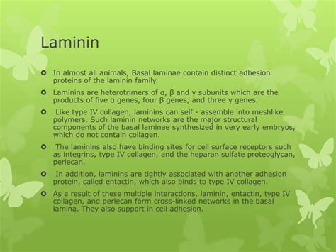 Adherent And Non Adherent Cells Importance Of Substrate In Cell
