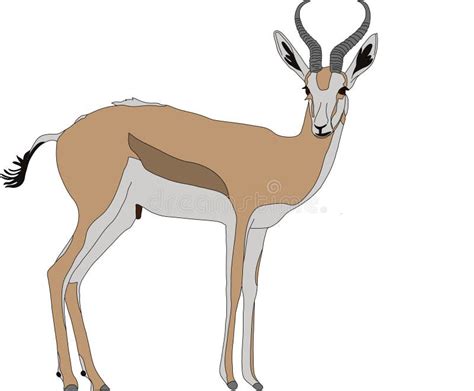 Springbok Stock Illustrations 1467 Springbok Stock Illustrations Vectors And Clipart Dreamstime