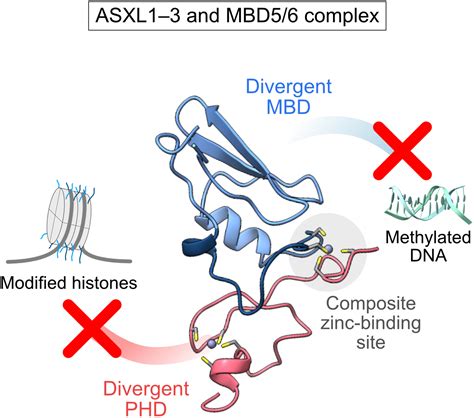 Unconventional Structure And Function Of Phd Domains From Additional