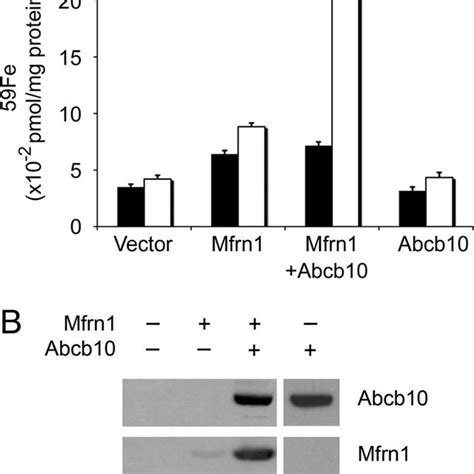 Pulse Chase Assay And Steady State Western Blot Analysis Of Mfrn1 Show