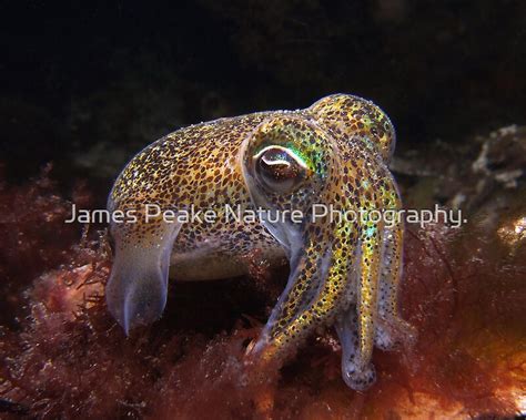 Dumpling Squid By James Peake Nature Photography Redbubble