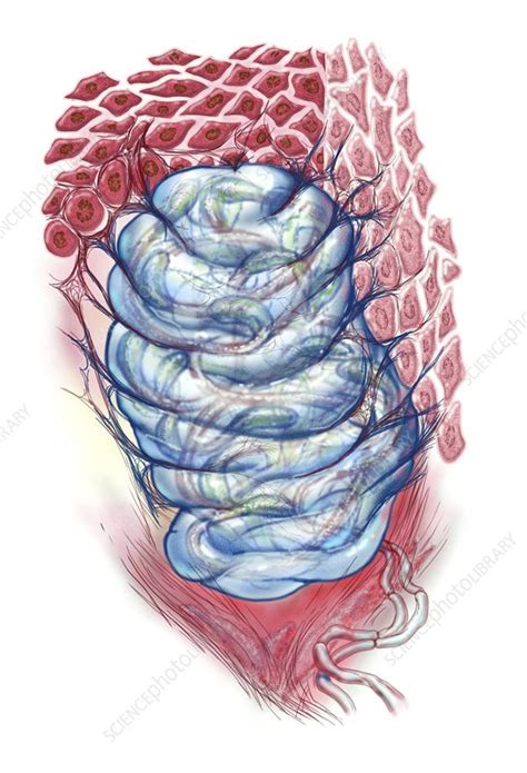 Meissners Corpuscle Artwork Stock Image C0076842 Science Photo