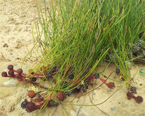 Eleocharis Dulcis Gardensonline