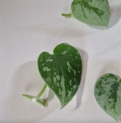 My Scindapsus Collection Propagation Experiments House Plant House