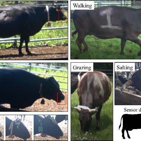 Representative Video Frames For The Behavioral Classes And Sensor