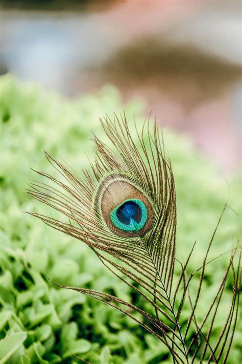 Real Peacock Feather Wallpaper Real Peacock Feather Wallpaper Big And