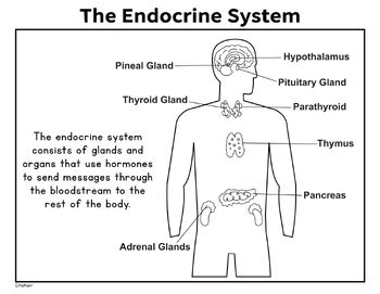 Endocrine System Drawing