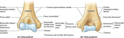 03 Huesos Del Miembro Superior Enfermería