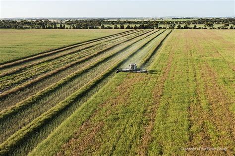 Windrowing Canola In Victoria Australia