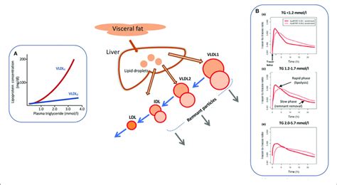 Apolipoprotein B 100 Metabolic Heterogeneity In Hypertriglyceridemia