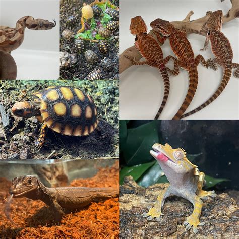 Python Passion 1112015 Breeding Closeup Facebook