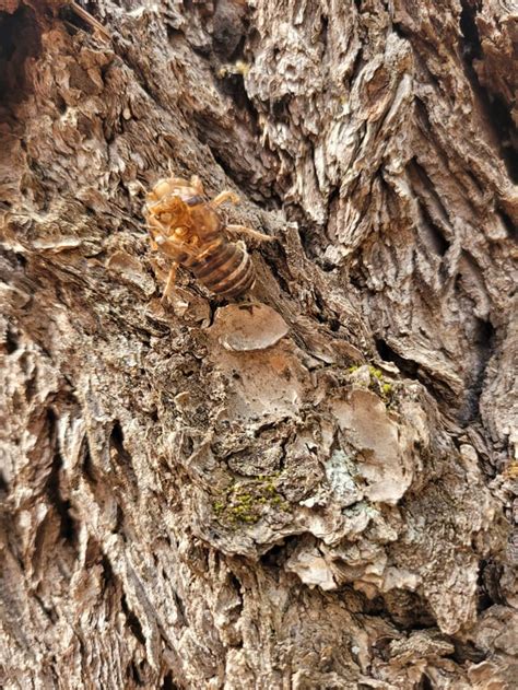 What Are These Bug Shells Everywhere On The Trees Near My Campground California R Whatsthisbug
