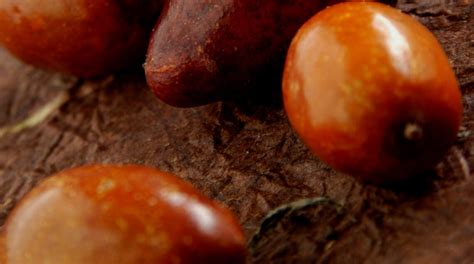 Brodo Di Giuggiole O Anche Solo Giuggiole Saleandpepe