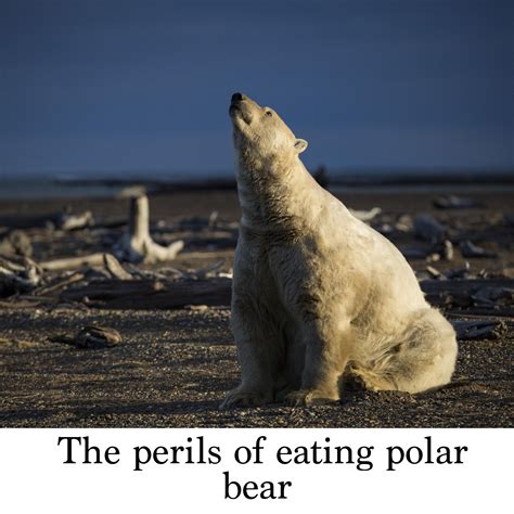 Vitamin D Toxicity Polar Bear Polar Bear Research Council 2022