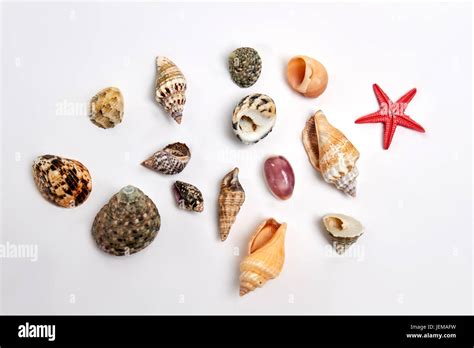 Collection Of Different Sea Shells Small Ocean Objects On White