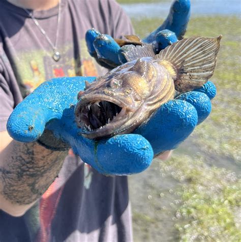 Marine Biology Subreddit