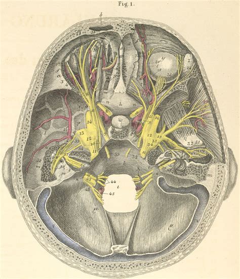 The Base Of The Skull Showing The Course Of The Cranial Nerves