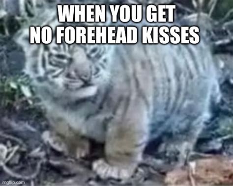 Forehead Kisses Meme