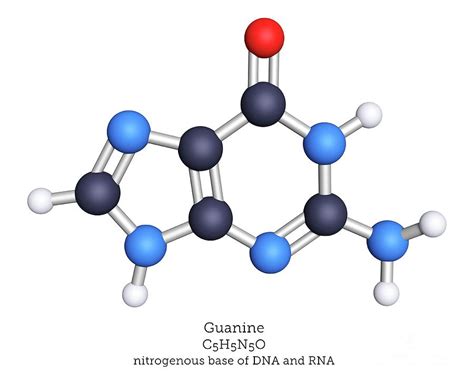 Molecular Model Of Guanine Nitrogenous Base Photograph By Greg Williams
