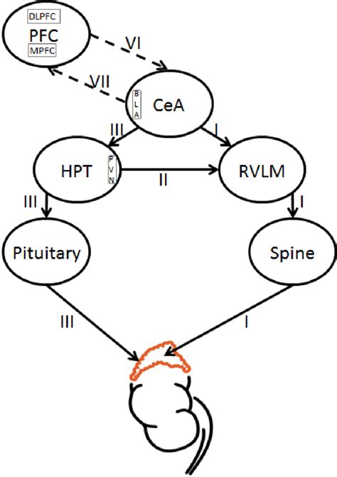 Schematic Representation Of Pfc Inhibitory Influence On The Cea