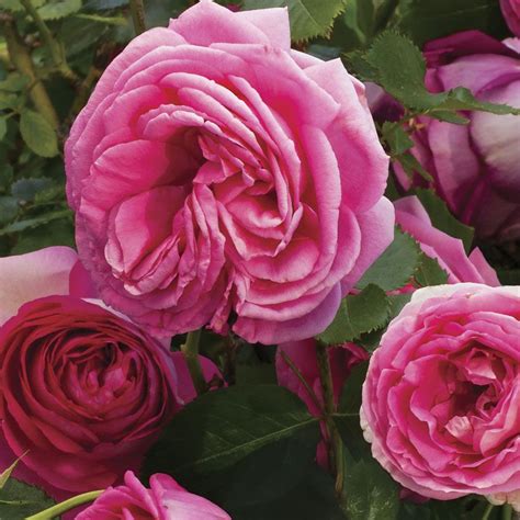 Eden Climber® Pretty In Pink Climbing Rose Jackson And Perkins