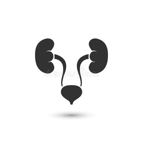 Urinary System Vector Line Icon Isolated White Background Stock Vector
