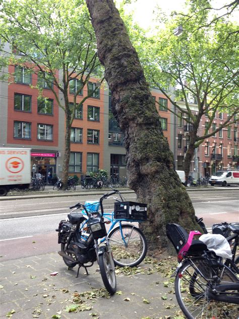 Slanted Tree By Quackersq On Deviantart