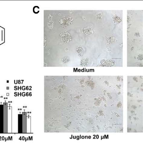 Juglone Could Decrease Cell Viabilityof Glioma Stem Like Cells In Download Scientific Diagram