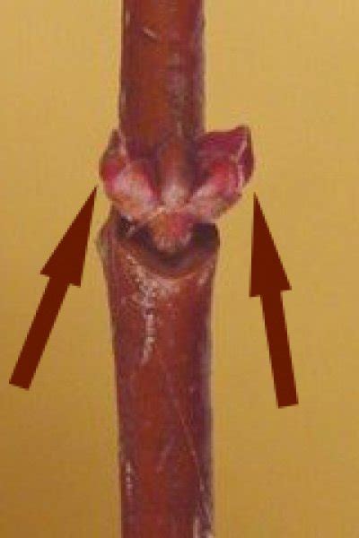 Sfa Dendro Twig Morphology Buds