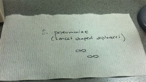 Streptococcus Pneumoniae Lancet Shaped Diplococci Youtube