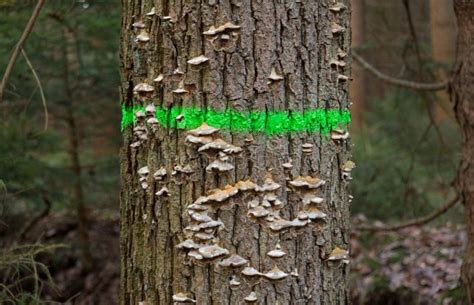 Marked Oak Tree Sick And Dying Infested With Mushrooms Stock Image