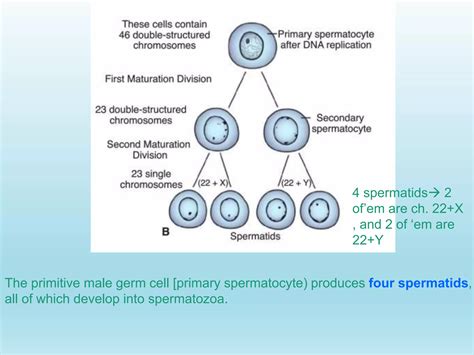 Gametogenesis Conversion Of Germ Cells Into Male And Female Gametesppt