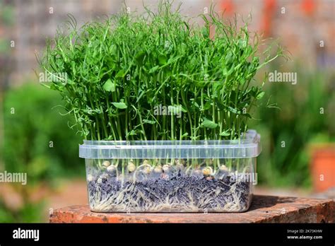 Organic Pea Plants Growing Plastic Container Showing Roots In Soil