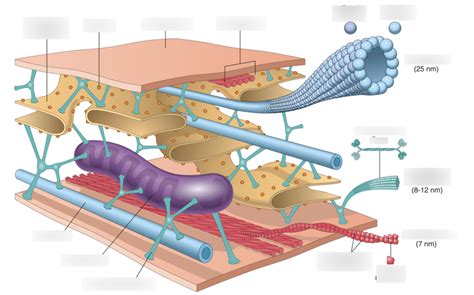 Diagram Cell Cytoskeleton Quizlet
