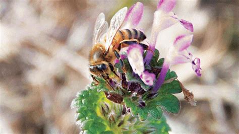 Bee Crop Pollination