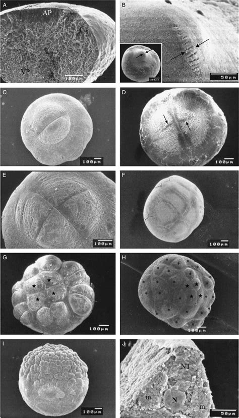 Embryonic Development Of Teleost Brycon Orbignyanus Zygote Cambridge Core