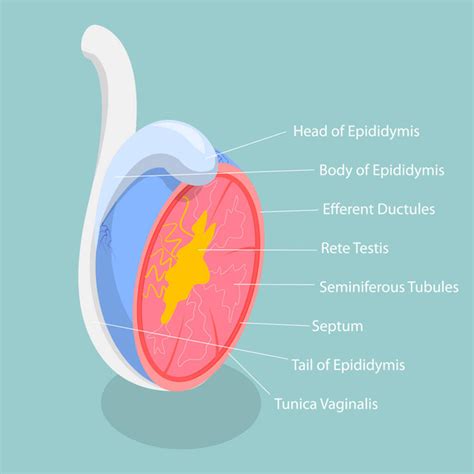 Epididimlerden Free Stock Vectors