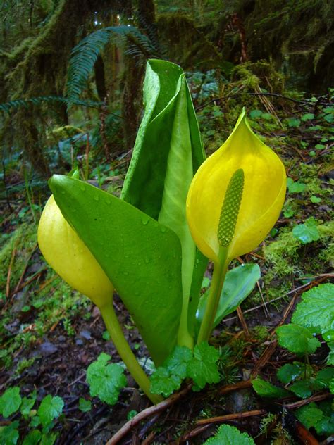 A Shout Out To Western Skunk Cabbage — In Defense Of Plants