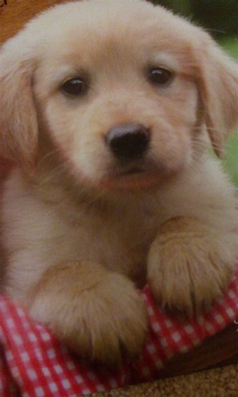 The Cutest Things In The World Canihaveacandybar