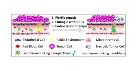 Peptide Based Nanoparticles Mimic Fibrillogenesis Of Laminin In Tumor
